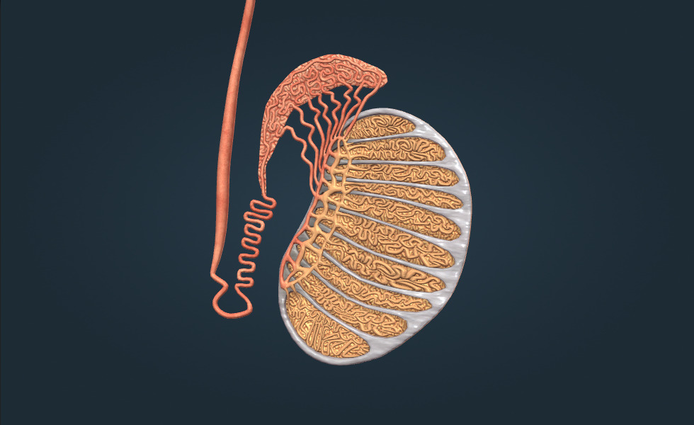 Male reproductive system - 3D scene - Mozaik Digital Education and Learning