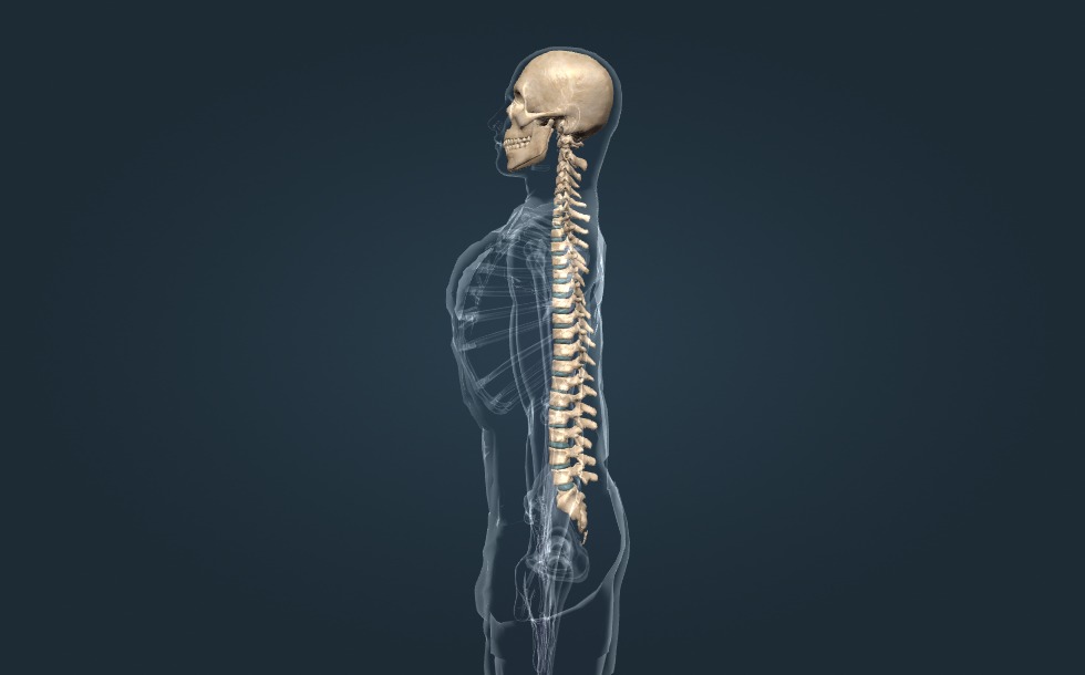 Medical conditions of the spine - 3D scene - Mozaik Digital Education ...