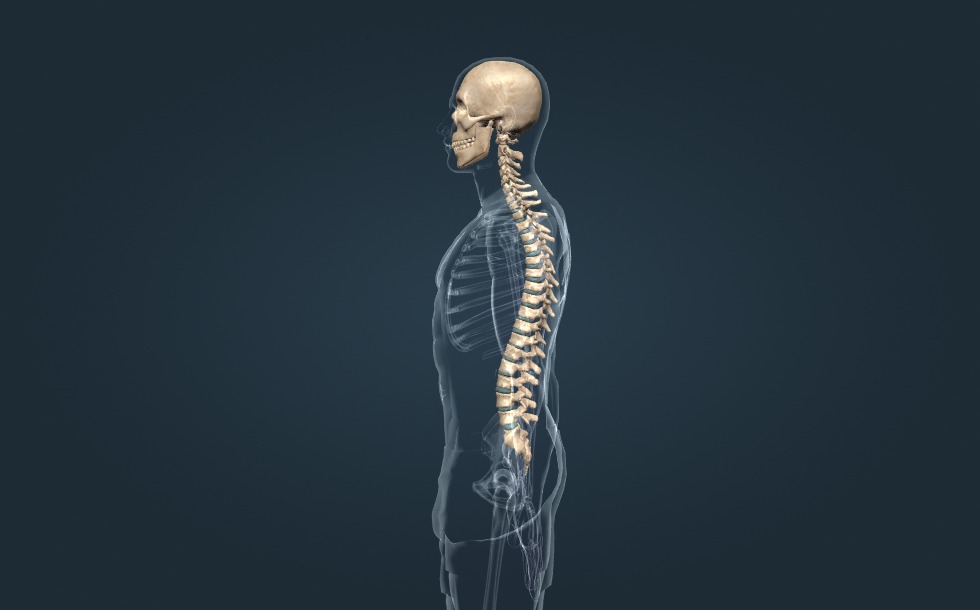Medical conditions of the spine - 3D scene - Mozaik Digital Education ...