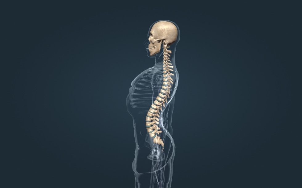 Medical conditions of the spine - 3D scene - Mozaik Digital Education ...
