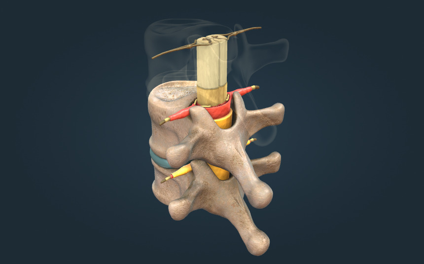 Anatomy of the spinal cord - 3D scene - Mozaik Digital Education and ...