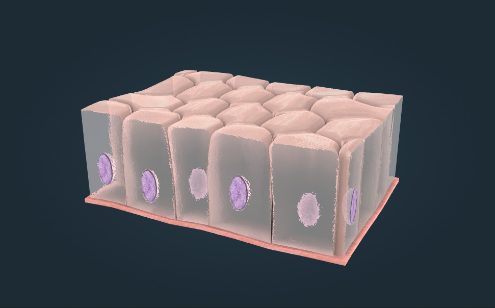 Types of surface epithelium - 3D scene - Mozaik Digital Education and ...