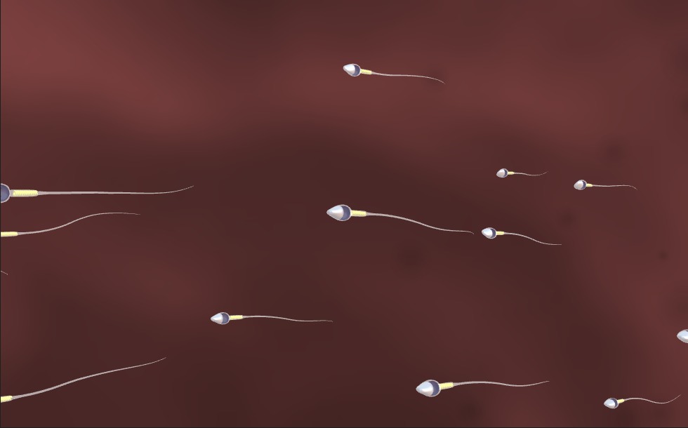 Gametes - 3D scene - Mozaik Digital Education and Learning