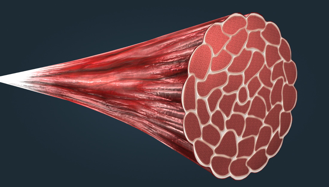 The structure of skeletal muscles - 3D scene - Mozaik Digital Education ...