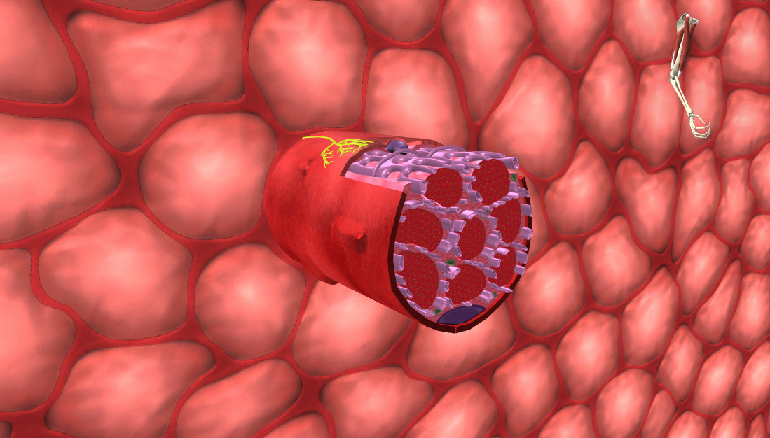 The structure of skeletal muscles - 3D scene - Mozaik Digital Education ...