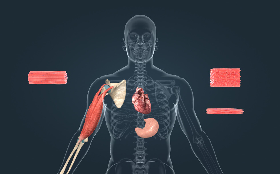 Muscle tissues - 3D scene - Mozaik Digital Education and Learning