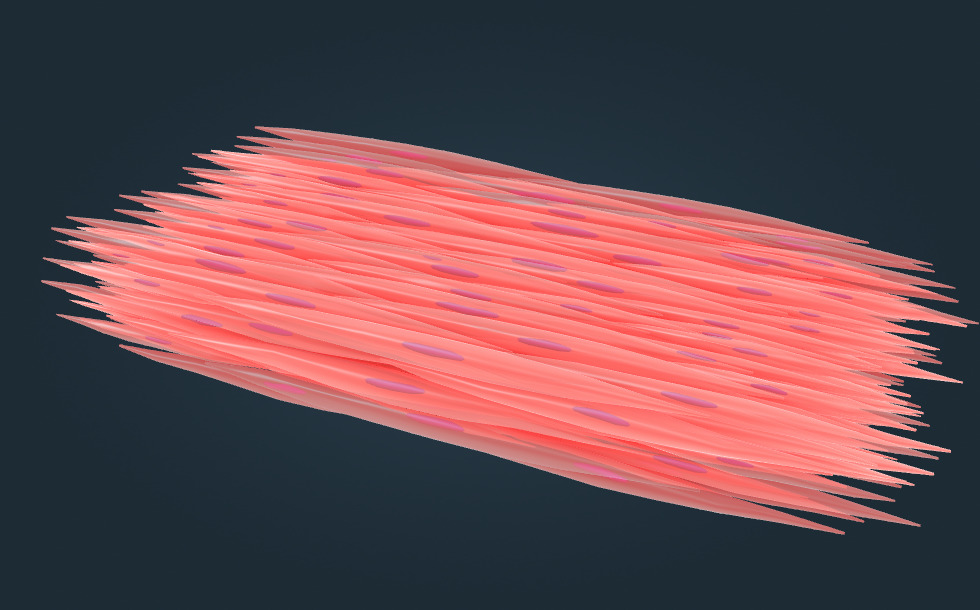 Muscle tissues - 3D scene - Mozaik Digital Education and Learning