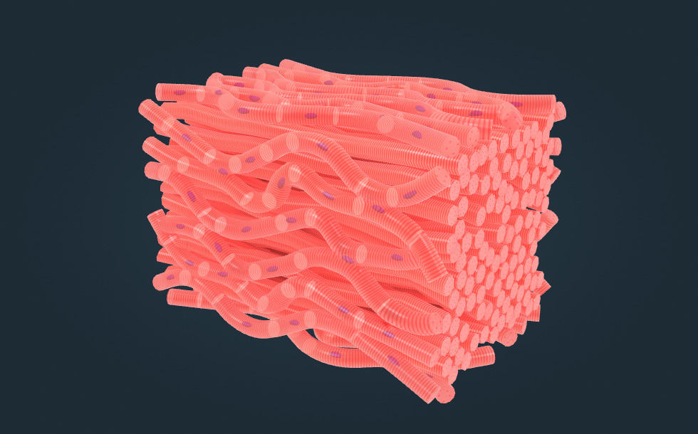 Muscle tissues - 3D scene - Mozaik Digital Education and Learning