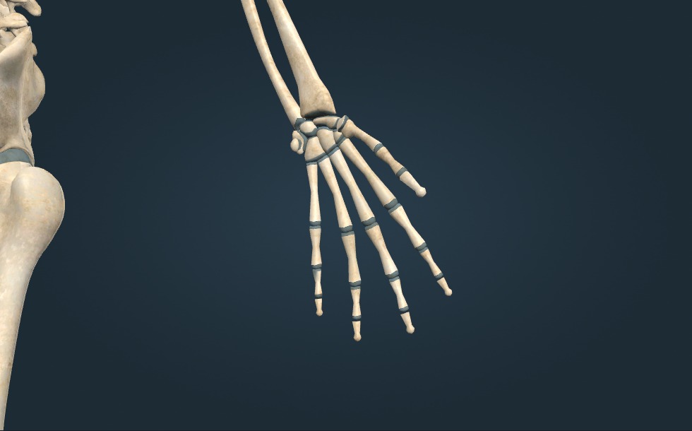 Types of synovial joints - 3D scene - Mozaik Digital Education and Learning