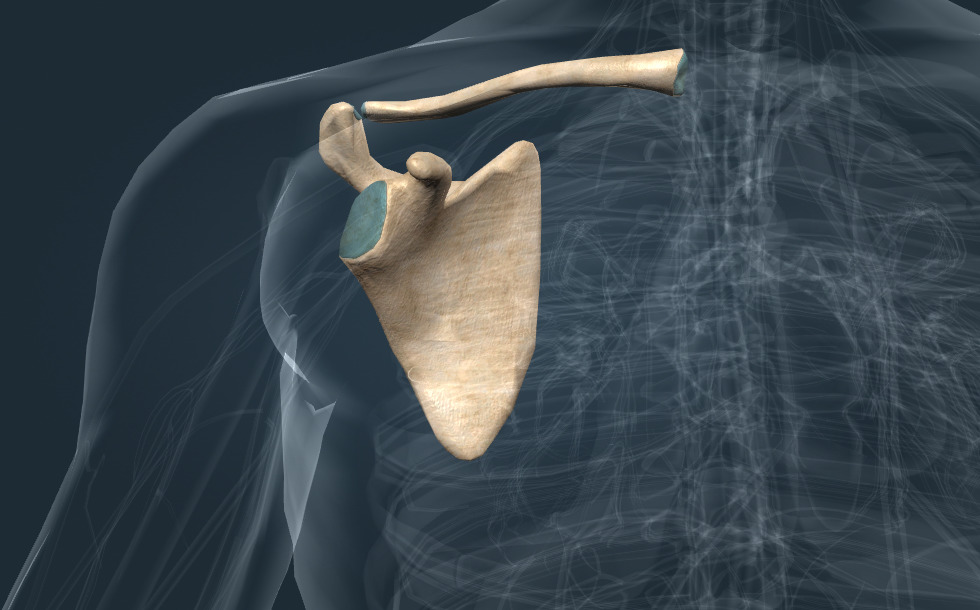 The bones of the upper limbs - 3D scene - Mozaik Digital Education and ...