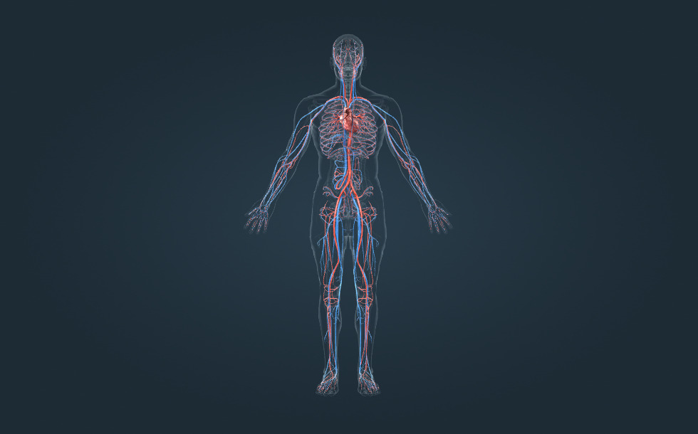 Circulatory system - 3D scene - Mozaik Digital Education and Learning