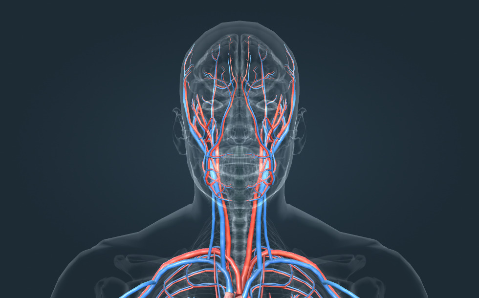 Circulatory system - 3D scene - Mozaik Digital Education and Learning