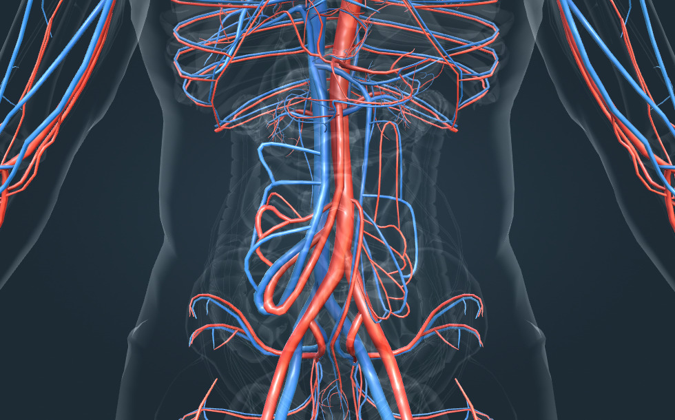 Circulatory system - 3D scene - Mozaik Digital Education and Learning