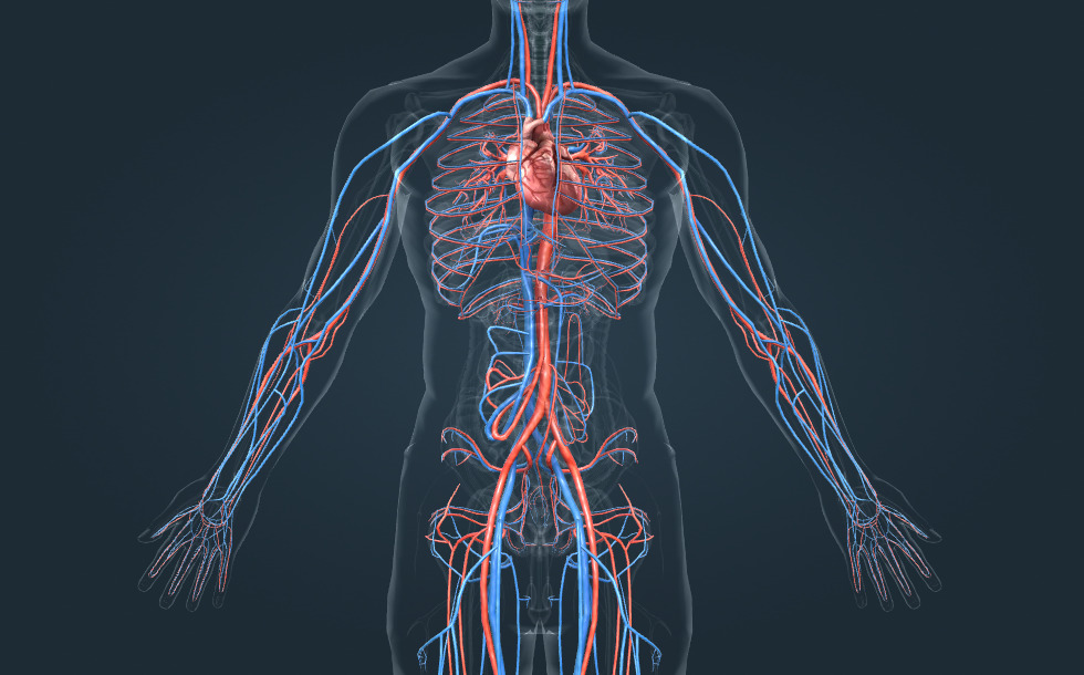 Circulatory system - 3D scene - Mozaik Digital Education and Learning