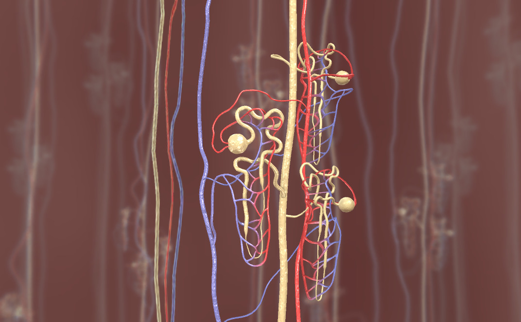 The urinary system - 3D scene - Mozaik Digital Education and Learning