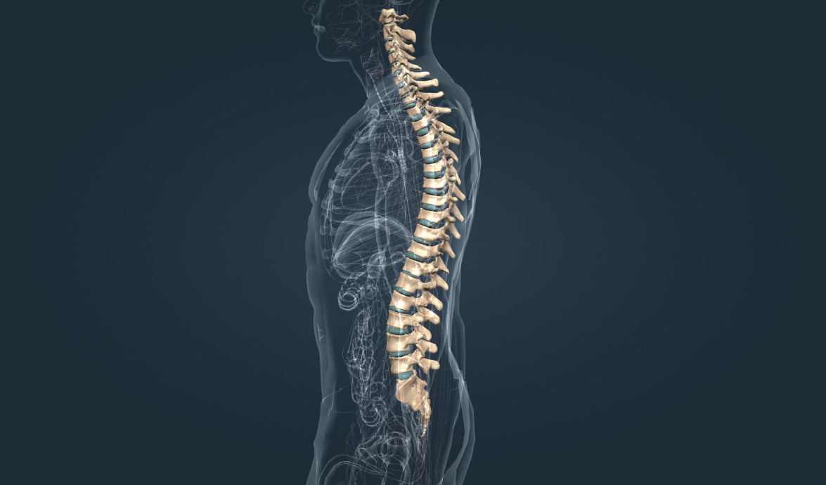 The skull and the spine - 3D scene - Mozaik Digital Education and Learning