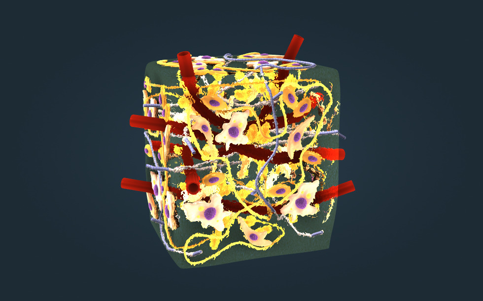 Connective tissues - 3D scene - Mozaik Digital Education and Learning