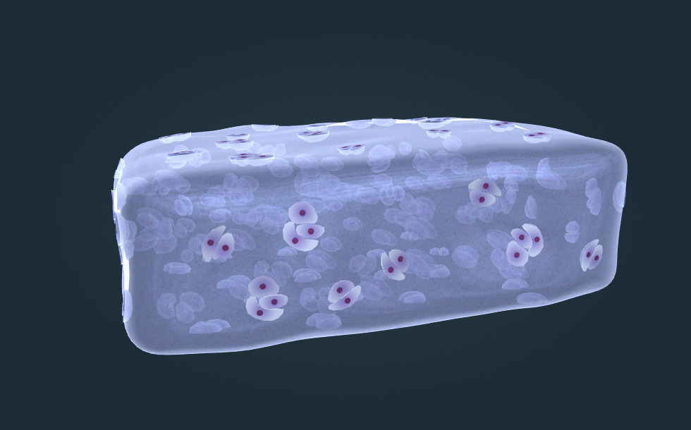 Connective tissues - 3D scene - Mozaik Digital Education and Learning