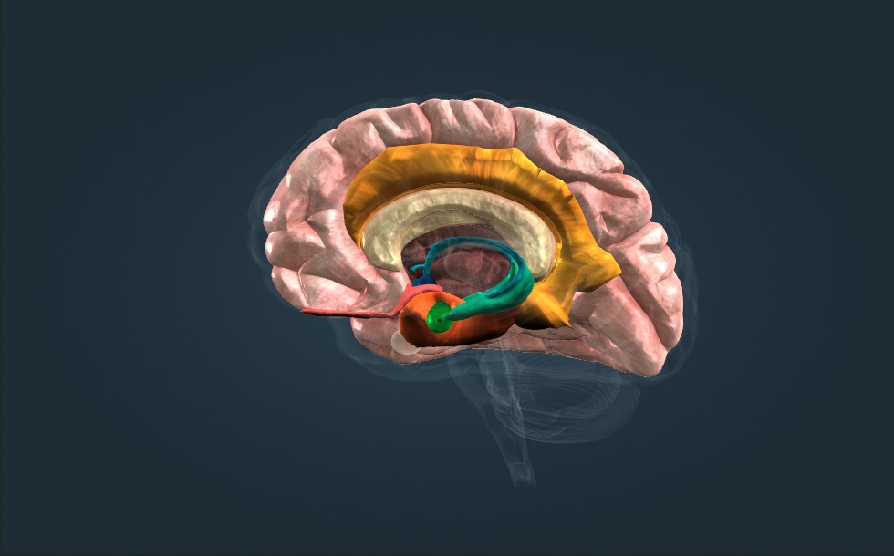 Limbic system - 3D scene - Mozaik Digital Education and Learning