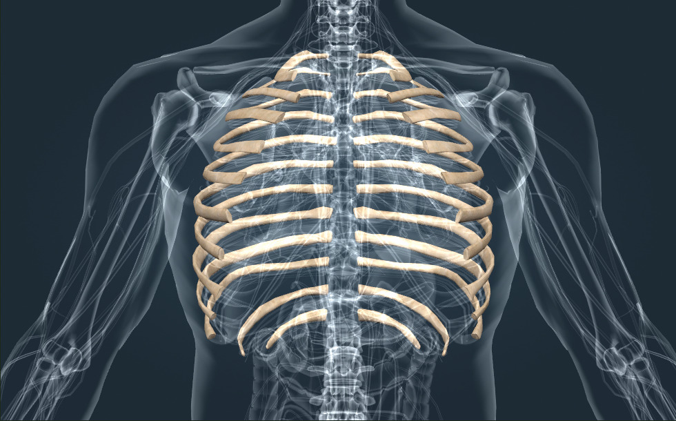 The bones of the thorax - 3D scene - Mozaik Digital Education and Learning