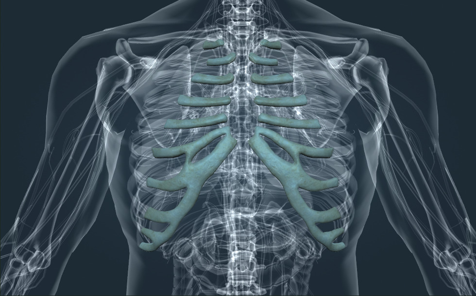 The bones of the thorax - 3D scene - Mozaik Digital Education and Learning