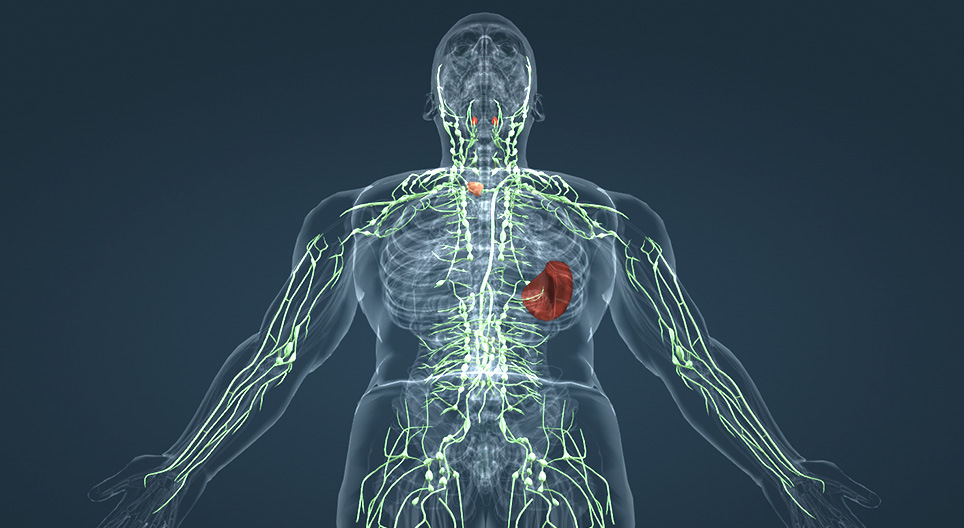 Lymphatic system - 3D scene - Mozaik Digital Education and Learning