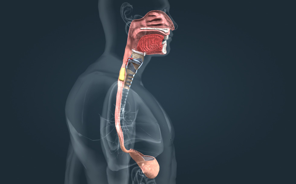 Oral cavity, pharynx and oesophagus - 3D scene - Mozaik Digital ...