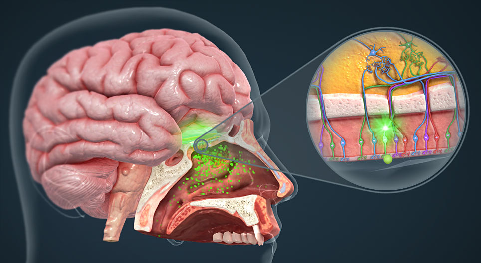 The sense organs - 3D scene - Mozaik Digital Education and Learning