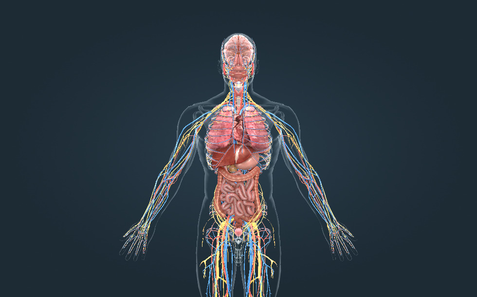 Glands connected to the duodenum - 3D scene - Mozaik Digital Education ...