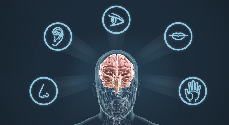 The human body - for kids - 3D scene - Mozaik Digital Education and ...