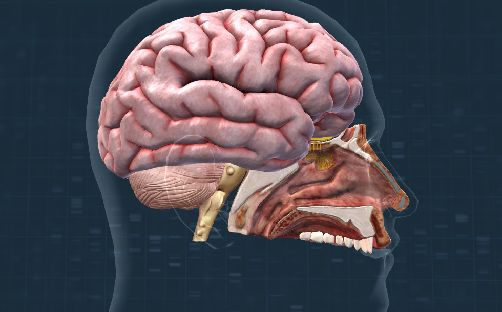 The sense organs - 3D scene - Mozaik Digital Education and Learning