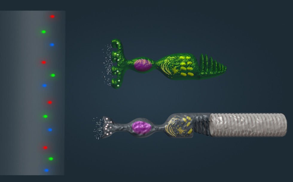 The human eye - 3D scene - Mozaik Digital Education and Learning