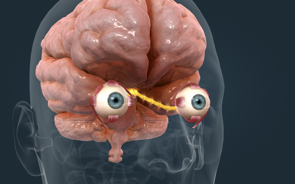 The human eye - 3D scene - Mozaik Digital Education and Learning