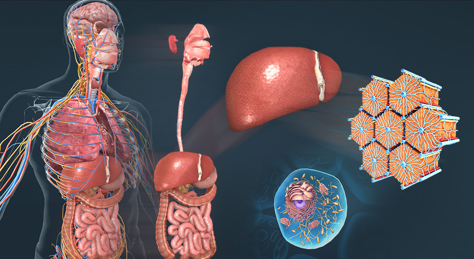 Biological Makeup Of The Human Body | Saubhaya Makeup