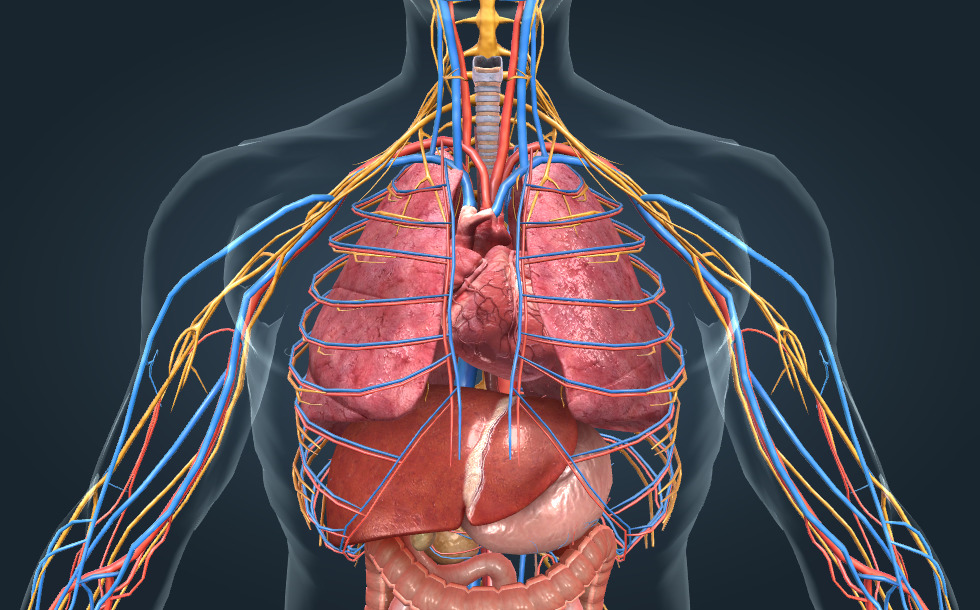 The heart - 3D scene - Mozaik Digital Education and Learning