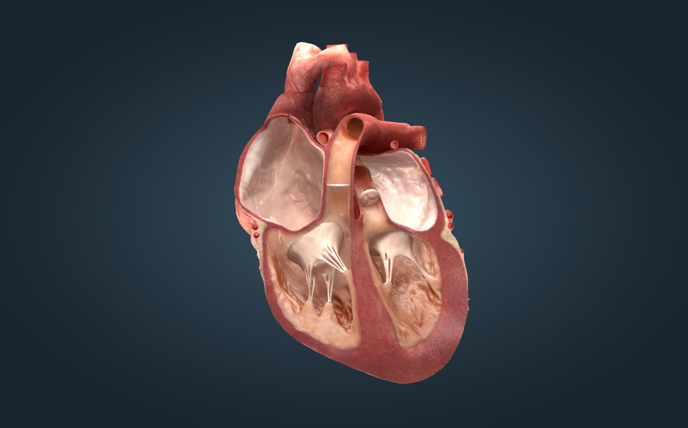 The heart - 3D scene - Mozaik Digital Education and Learning