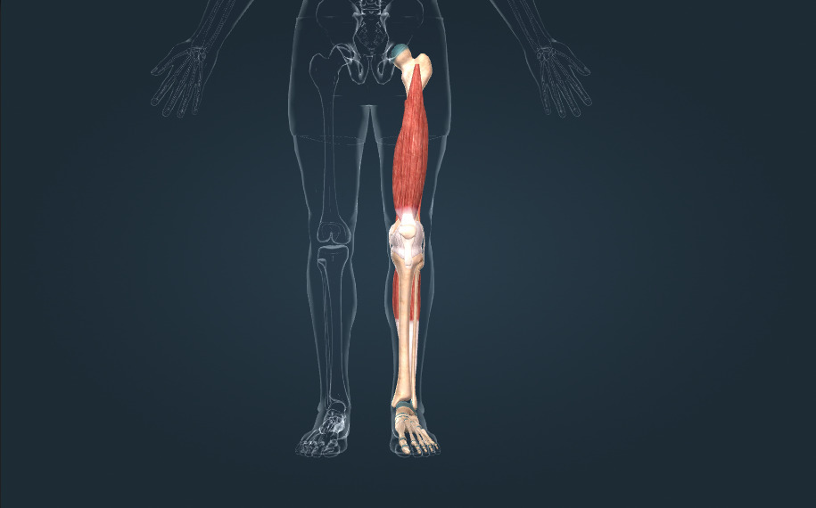 Knee joint - 3D scene - Mozaik Digital Education and Learning