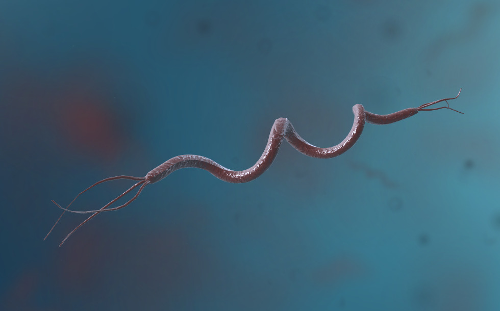 Bacteria (spheres, rods, spirals) - 3D scene - Mozaik Digital Education ...