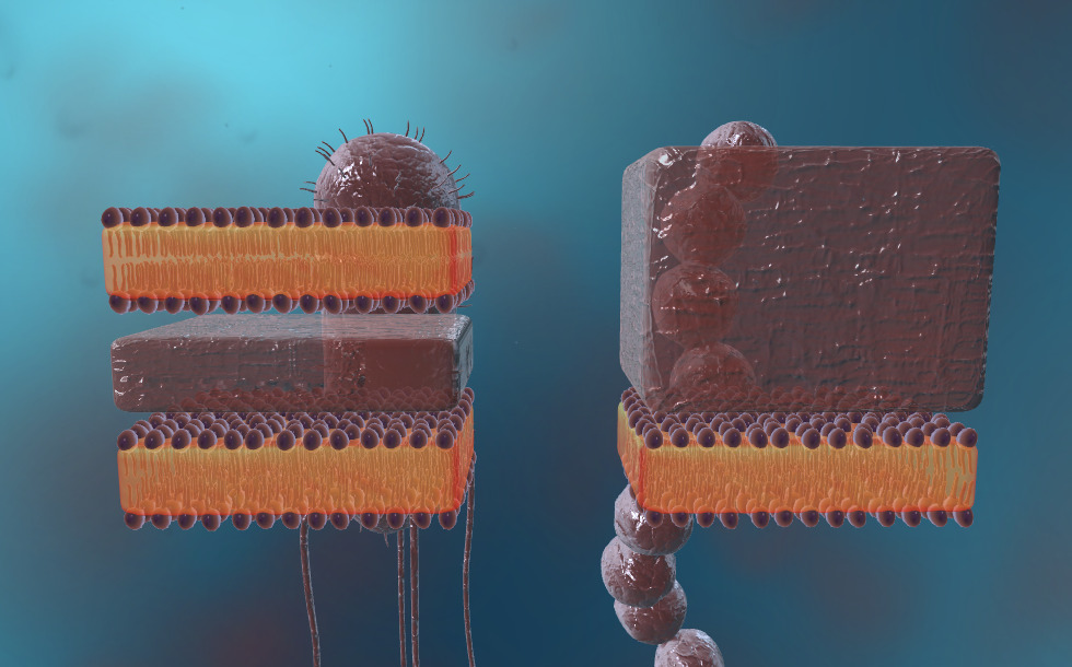 Bacteria (spheres, rods, spirals) - 3D scene - Mozaik Digital Education ...