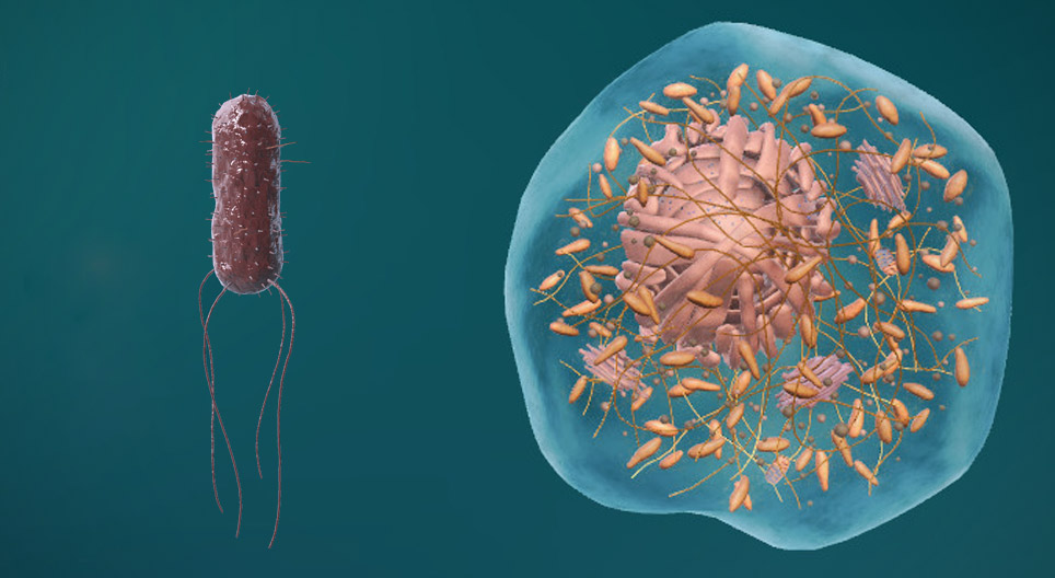 The structure of prokaryotic and eukaryotic cells - 3D scene - Mozaik ...