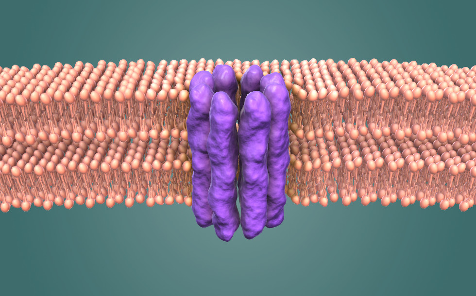 Animal and plant cells, cellular organelles - 3D scene - Mozaik Digital ...
