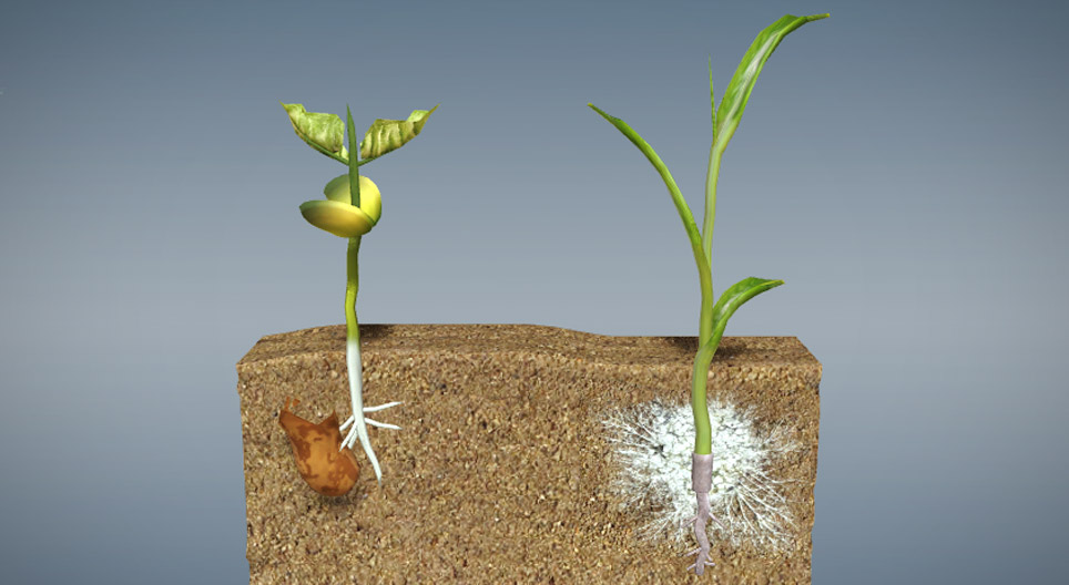 Germination Of Seeds Animation