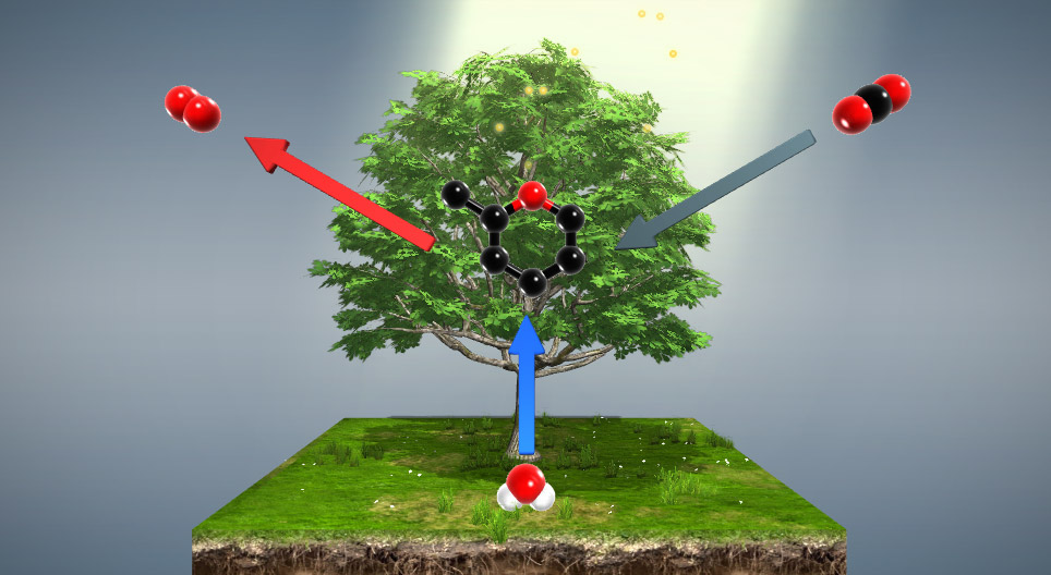 Photosynthesis Process Animation