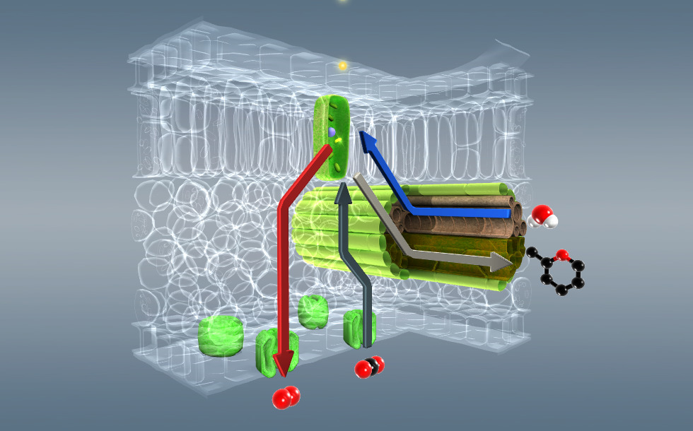 Photosynthesis - 3D scene - Mozaik Digital Education and Learning