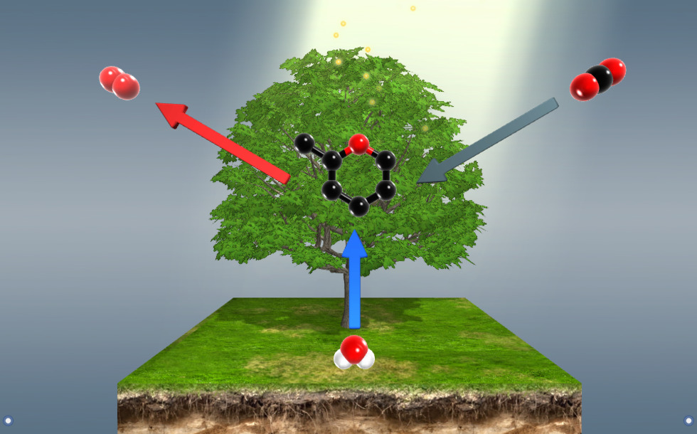 Photosynthesis (basic) - 3D scene - Mozaik Digital Education and Learning