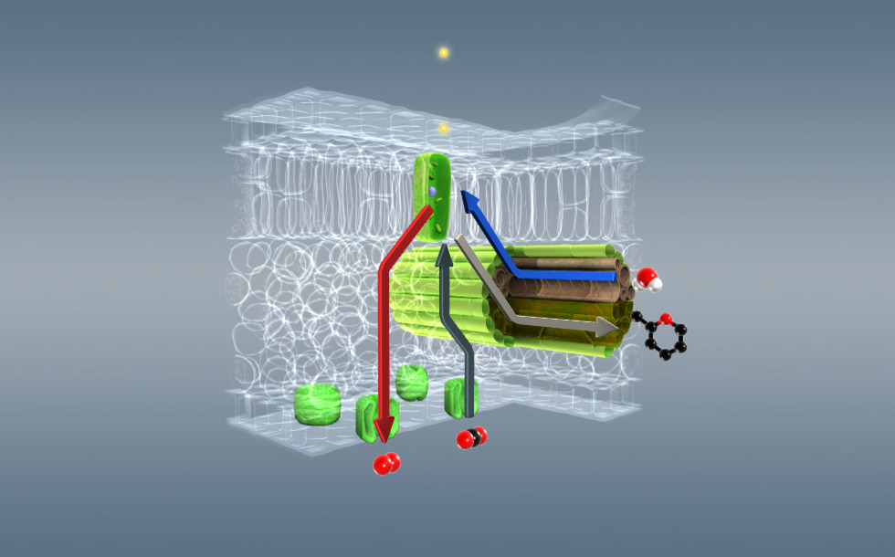 Photosynthesis (basic) - 3D scene - Mozaik Digital Education and Learning