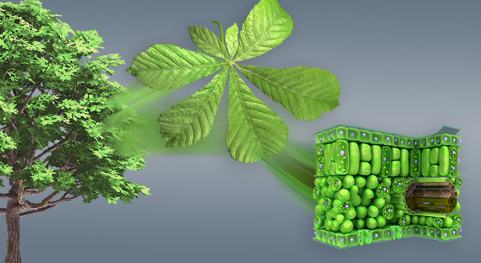 3d Leaf Layers