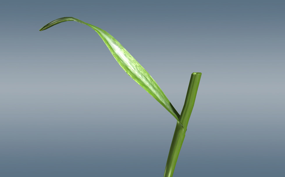 The anatomy of leaves - 3D scene - Mozaik Digital Education and Learning