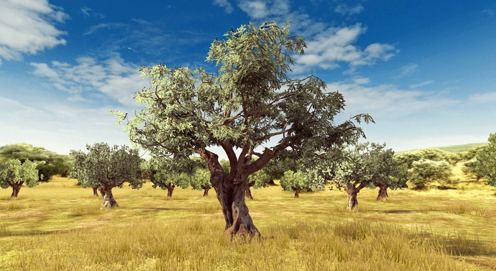 Olive tree - 3D scene - Mozaik Digital Education and Learning