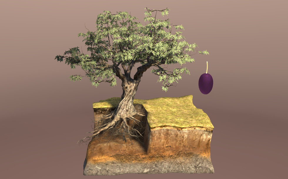 Olive tree - 3D scene - Mozaik Digital Education and Learning